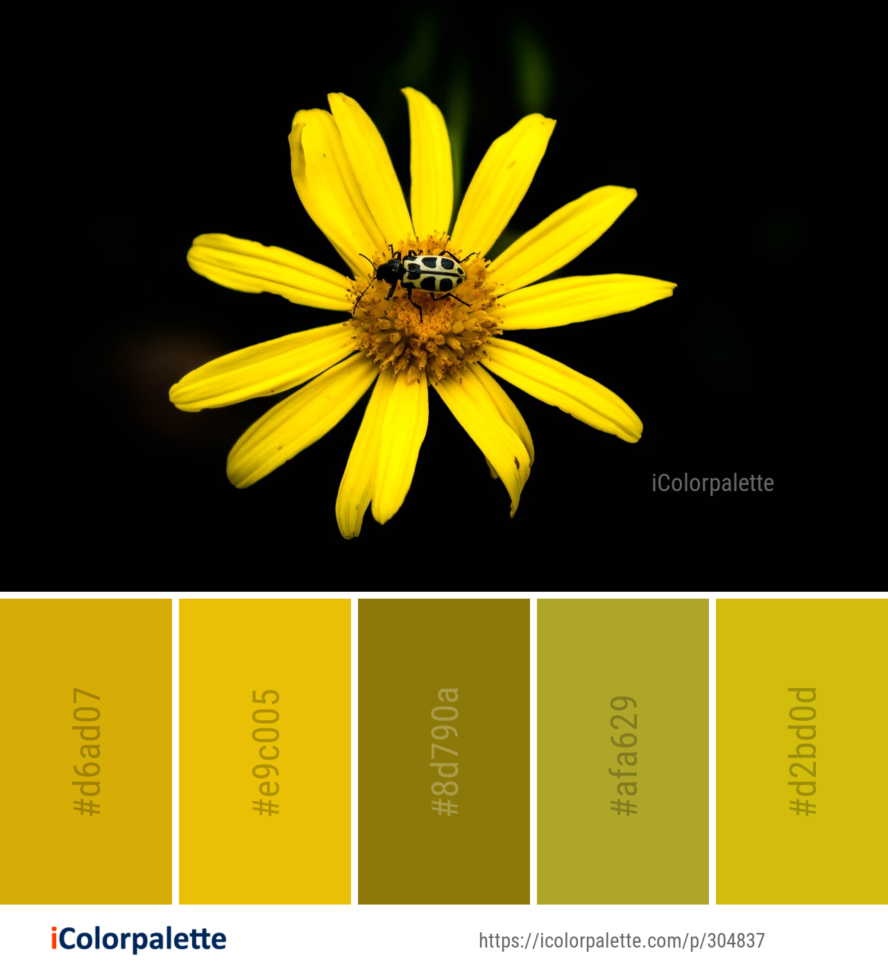 Color Palette Ideas from Flower Honey Bee Yellow Image | iColorpalette