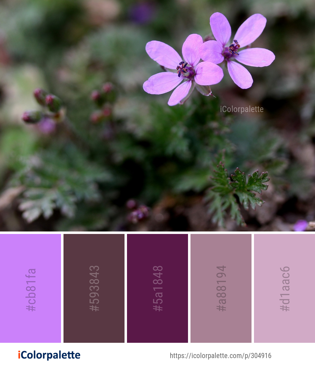 Color Palette Ideas from Flower Flora Plant Image | iColorpalette