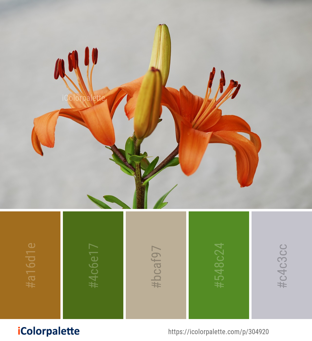 Color Palette Ideas from Flower Lily Flora Image | iColorpalette