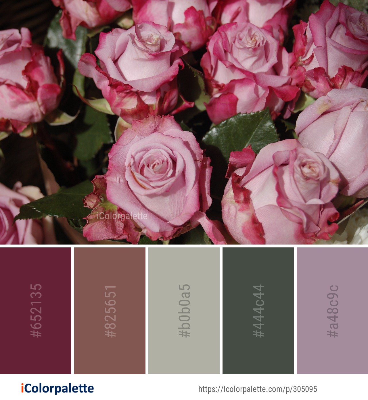 Color Palette Ideas from Flower Rose Family Image | iColorpalette