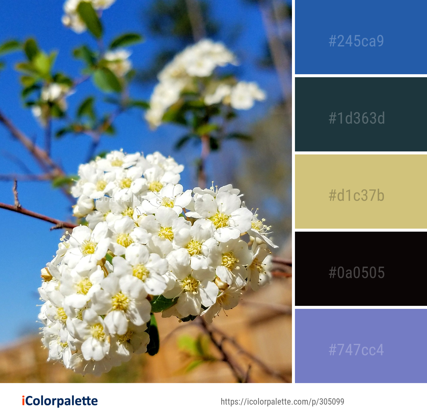 Color Palette Ideas from Blossom Spring Flower Image | iColorpalette