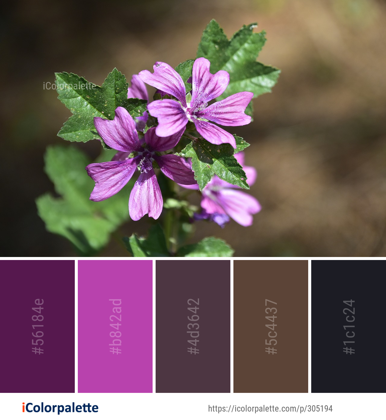 25 Malva Color Palette ideas in 2025 | iColorpalette