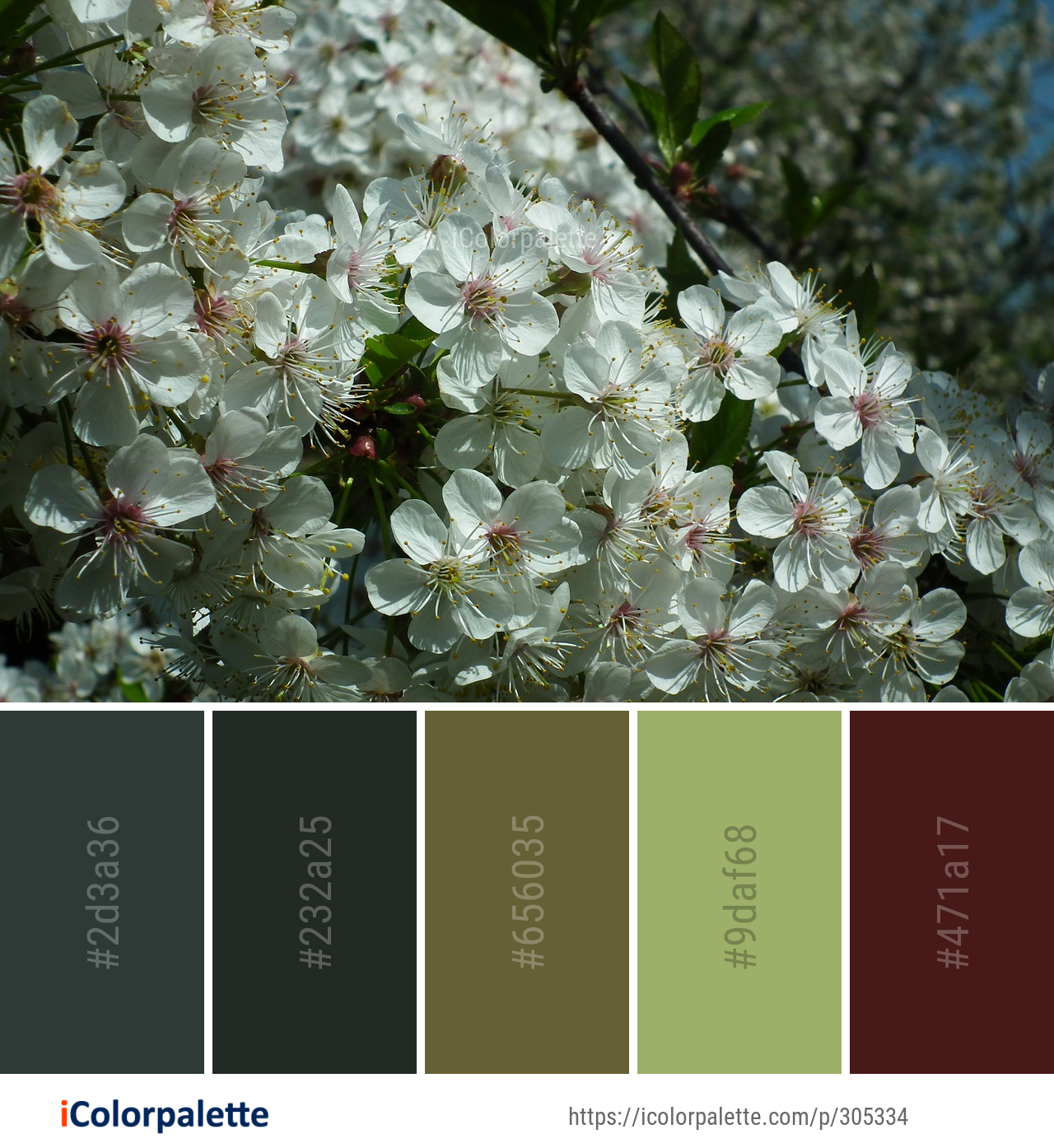Color Palette Ideas from Flora Plant Flower Image | iColorpalette
