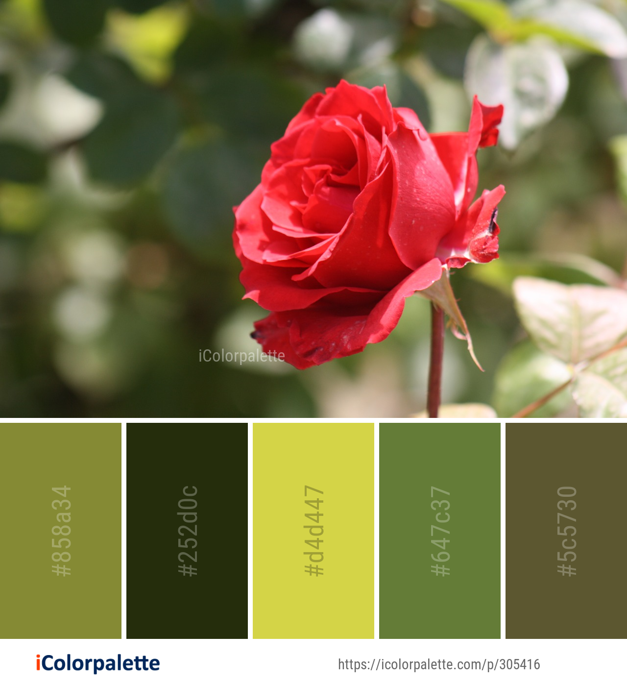 Color Palette Ideas from Flower Rose Red Image | iColorpalette