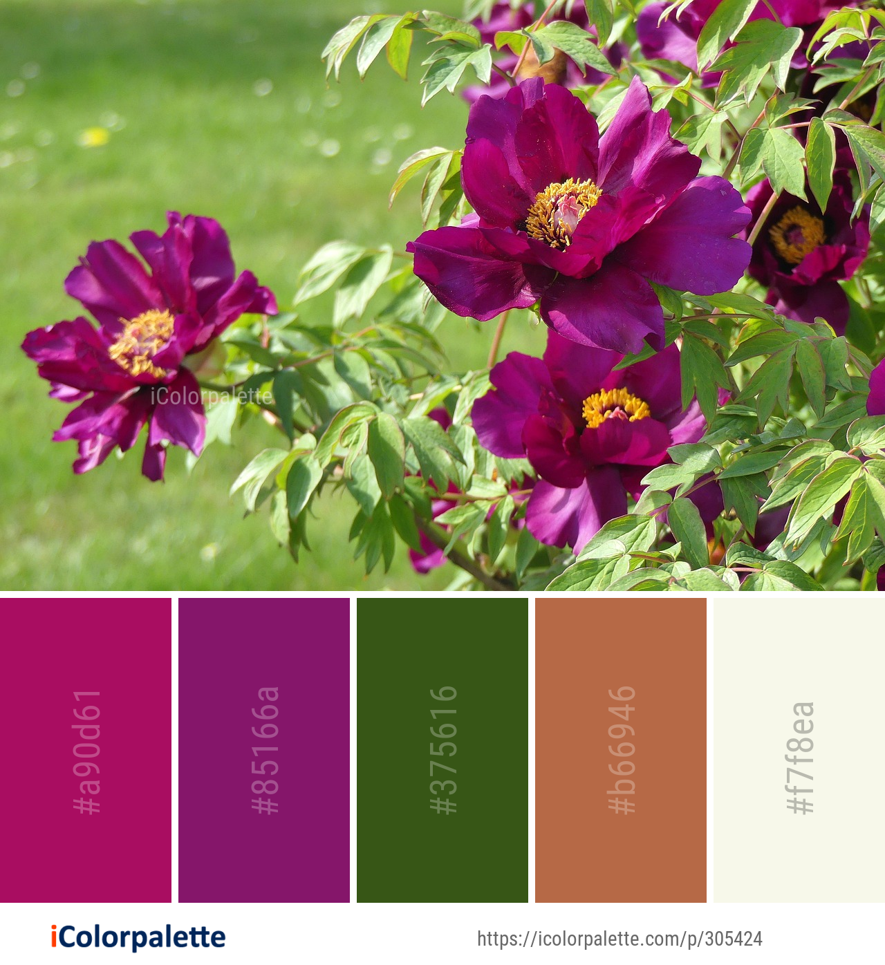Color Palette Ideas from Flower Plant Flowering Image | iColorpalette