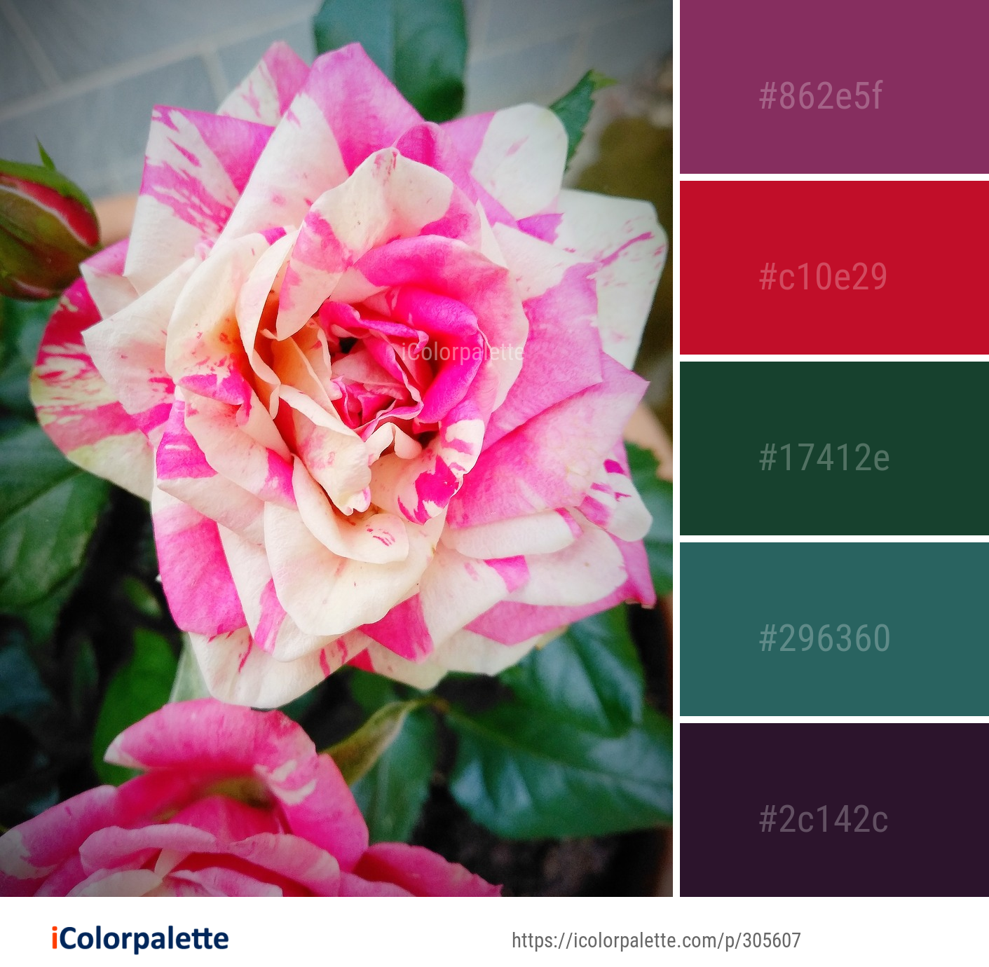 Color Palette Ideas from Flower Rose Family Image | iColorpalette