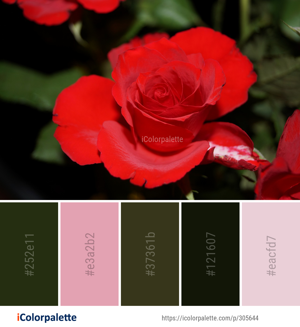 Color Palette Ideas from Flower Rose Red Image | iColorpalette