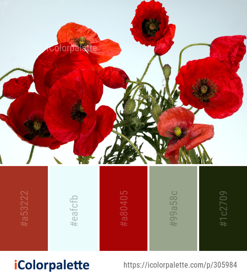 Color Palette Ideas from Flower Red Coquelicot Image | iColorpalette