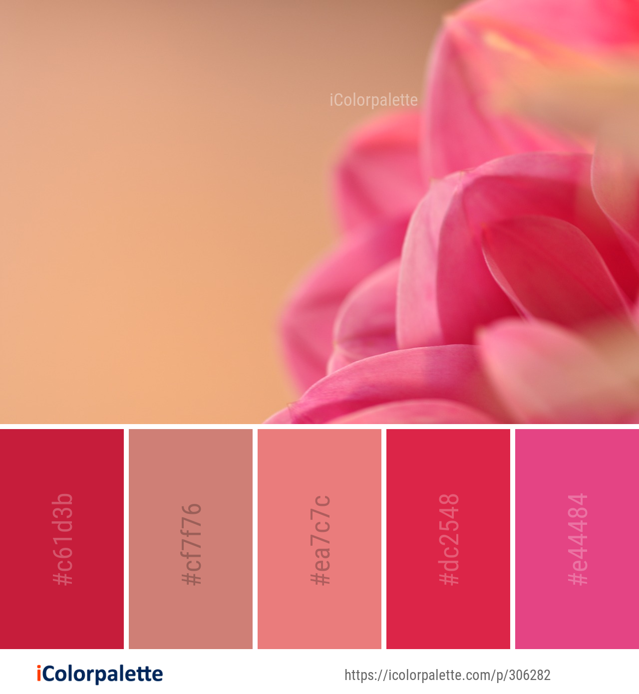 Color Palette Ideas from Flower Pink Red Image | iColorpalette