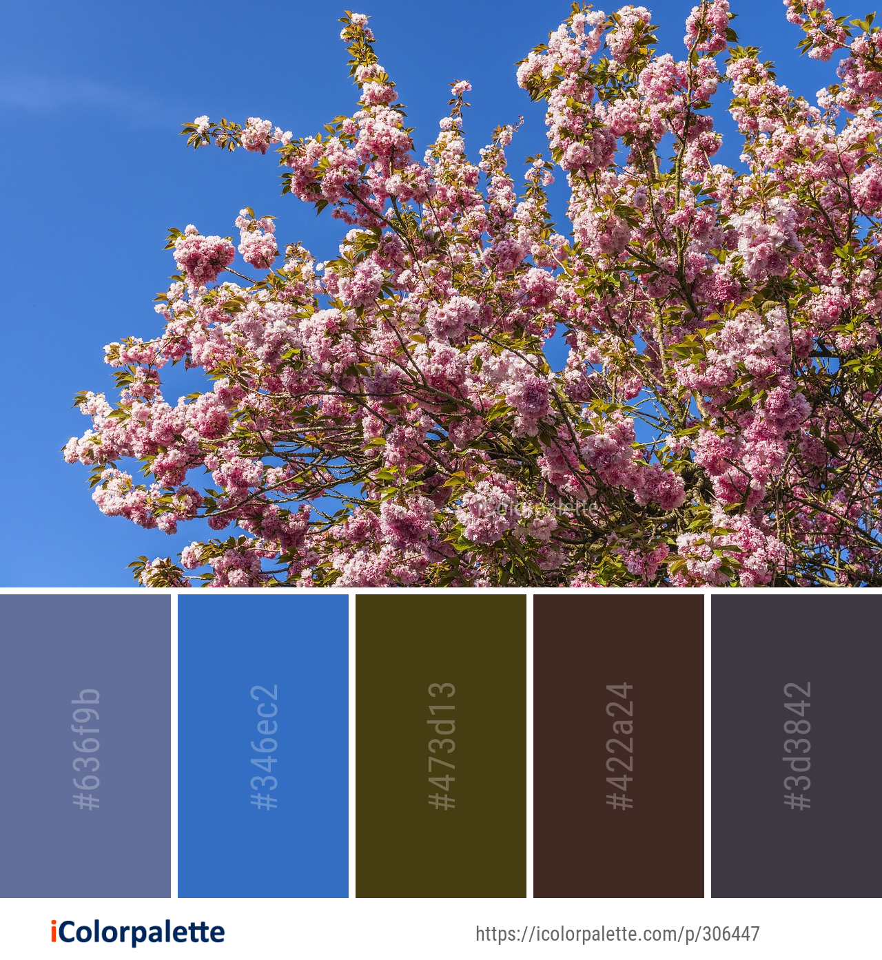 Color Palette Ideas from Plant Blossom Spring Image | iColorpalette
