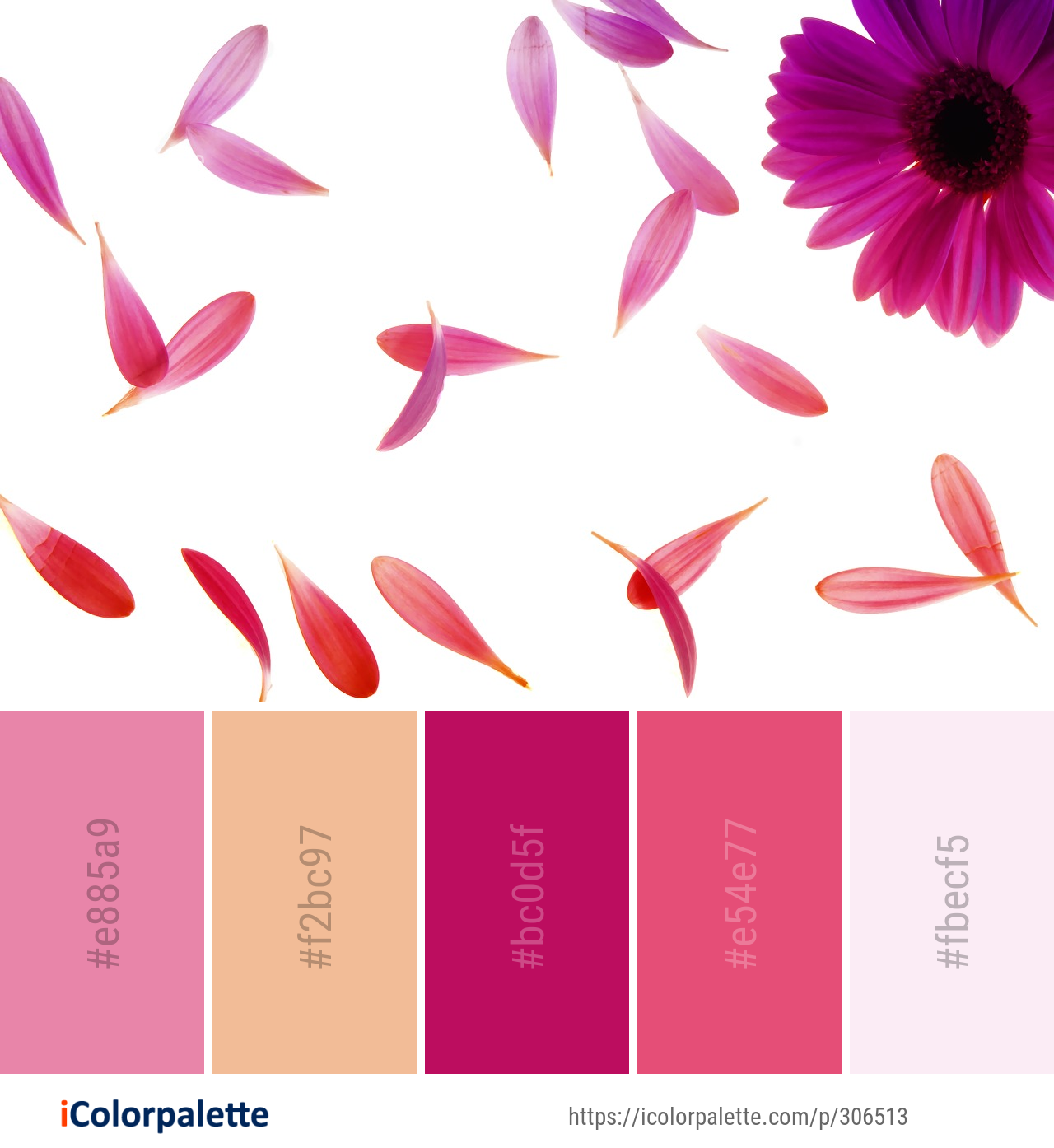 Color Palette Ideas from Flower Pink Flowering Plant Image | iColorpalette