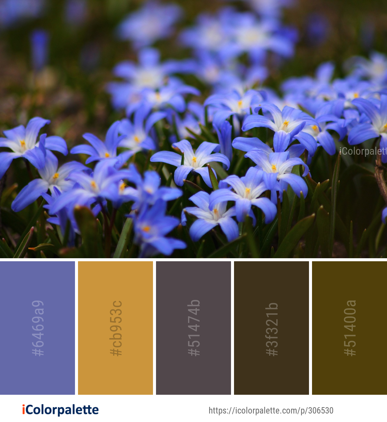 Color Palette Ideas from Flower Plant Blue Image | iColorPalette