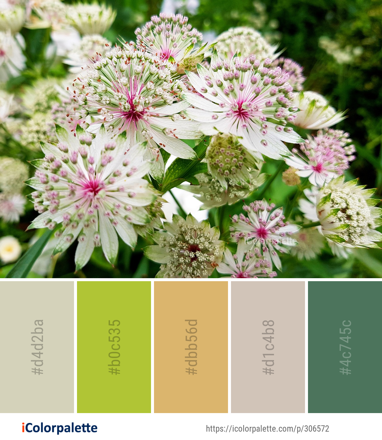 Color Palette Ideas from Flower Plant Flora Image | iColorpalette