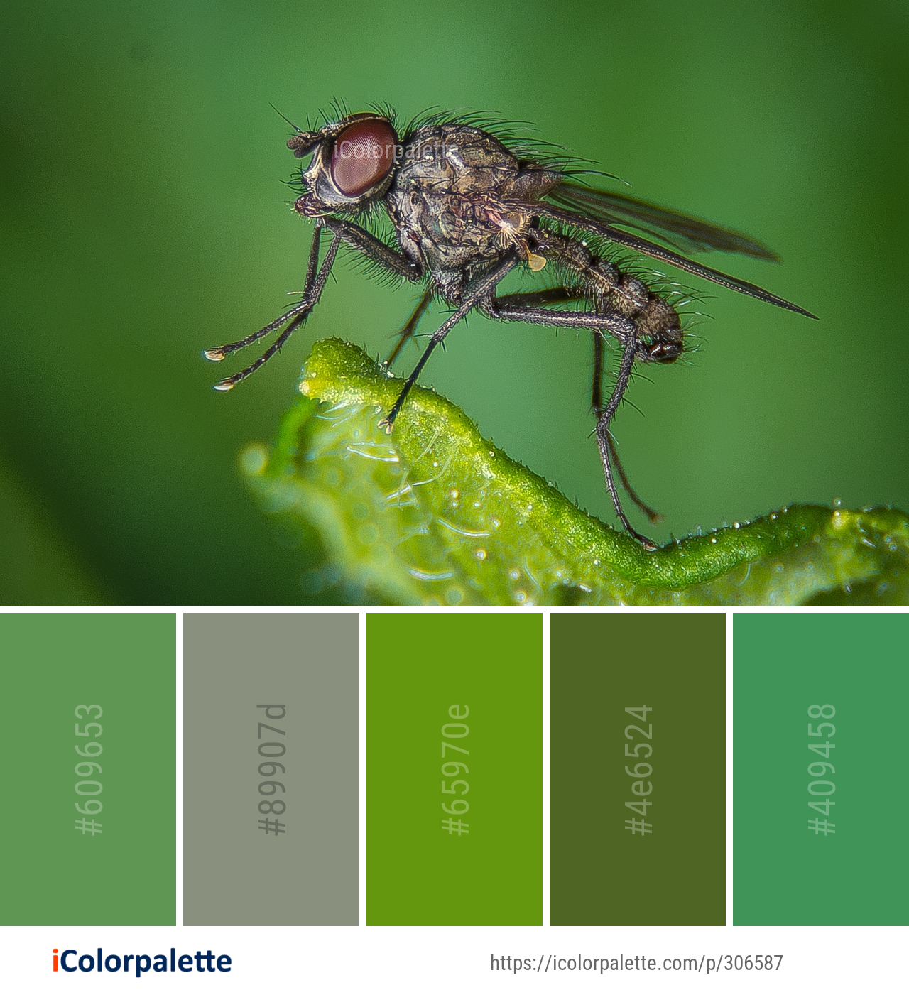 Color Palette Ideas from Insect Pest Fly Image | iColorpalette