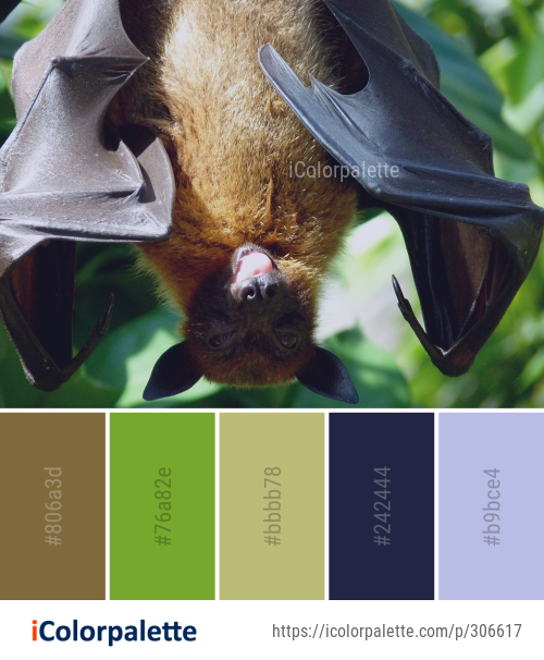 Color Palette Ideas from Bat Fauna Mammal Image | iColorpalette
