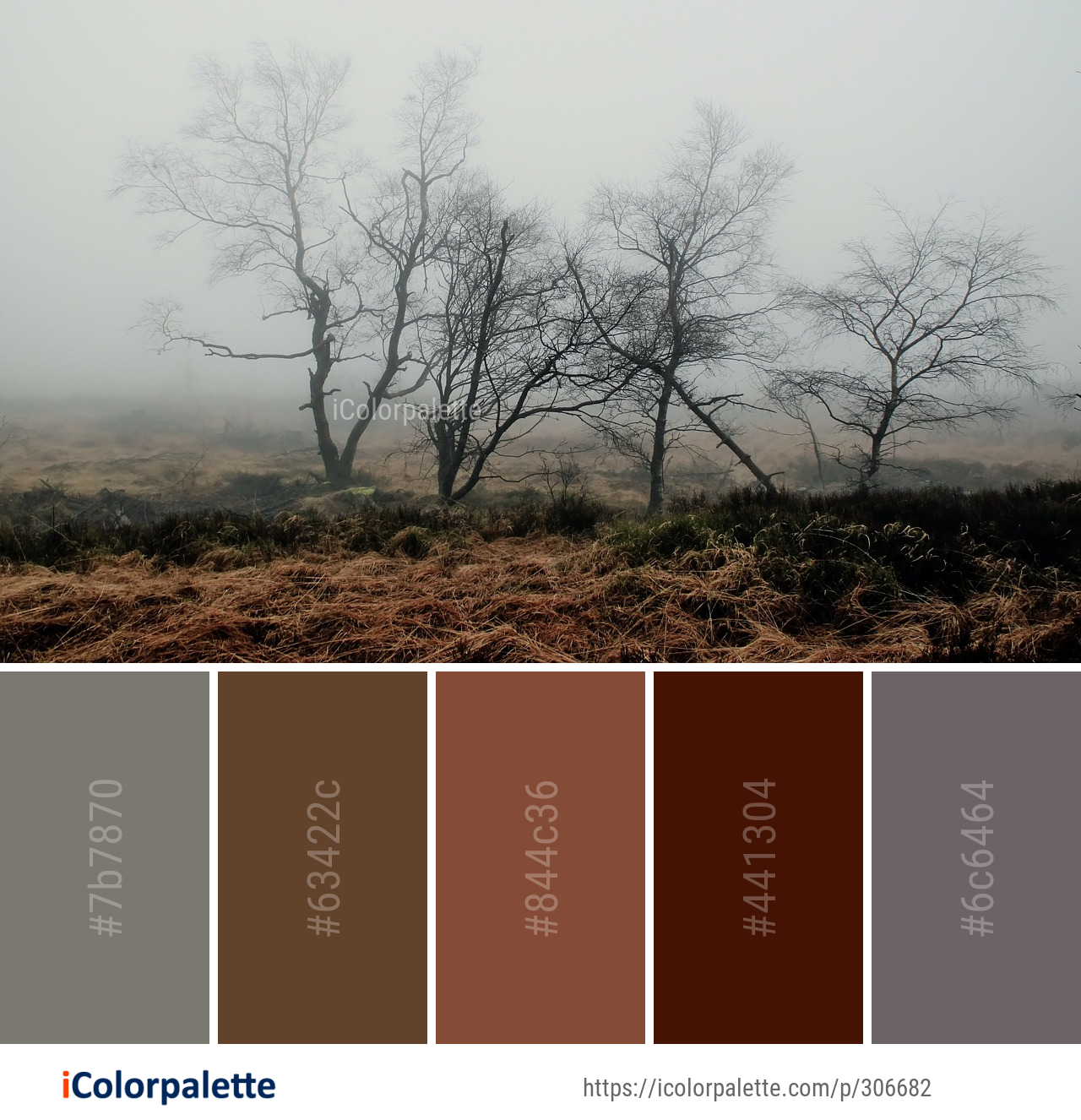 Color Palette Ideas from Tree Fog Mist Image | iColorpalette