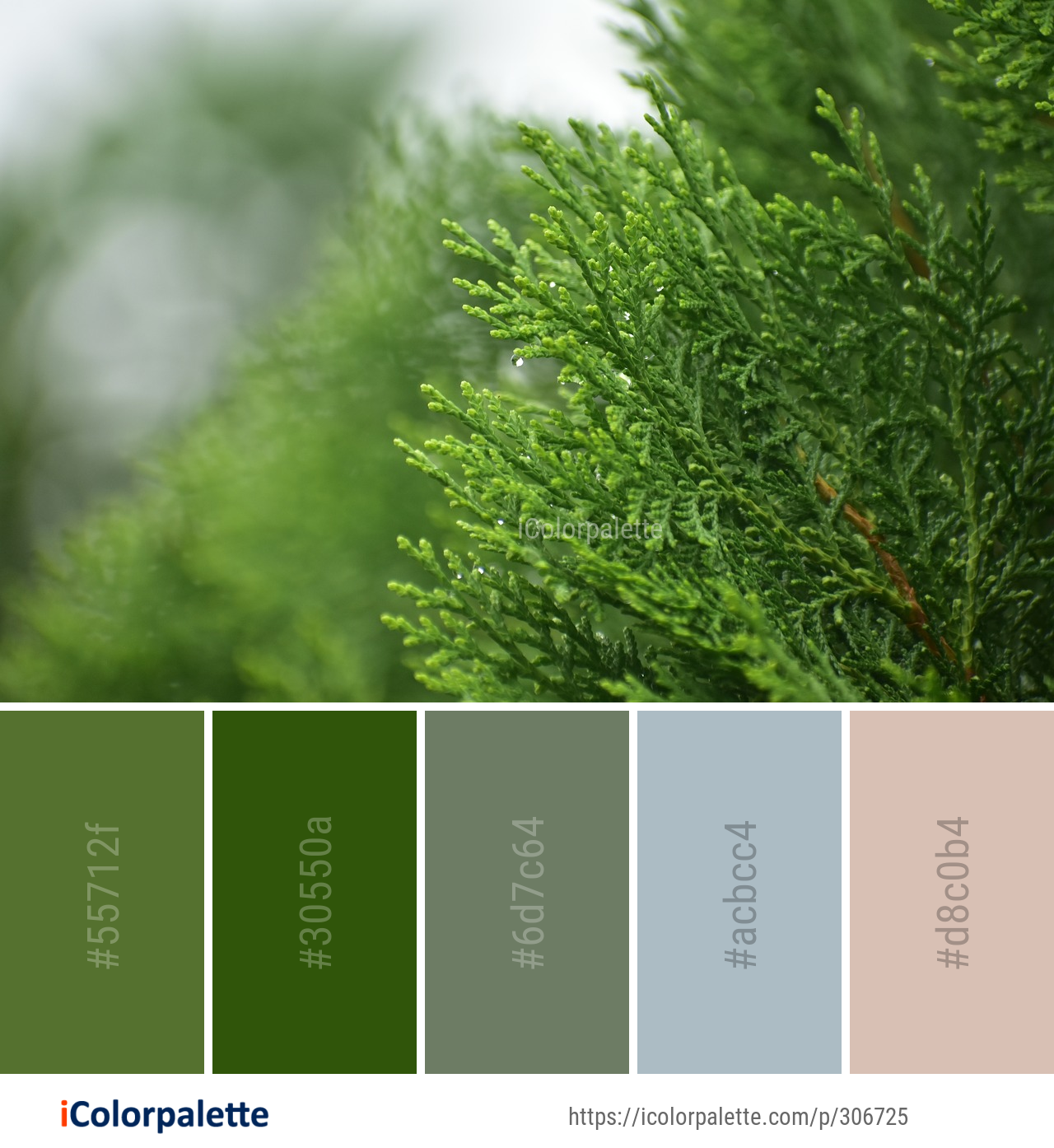 Color Palette Ideas from Green Vegetation Ecosystem Image | iColorpalette