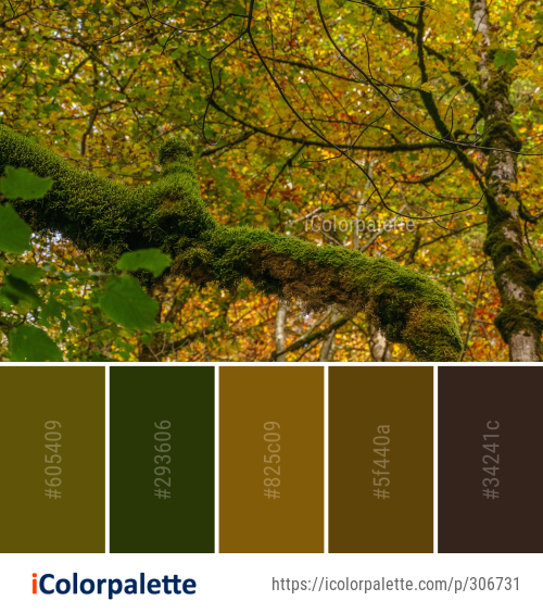 Color Palette Ideas from Nature Tree Leaf Image | iColorpalette