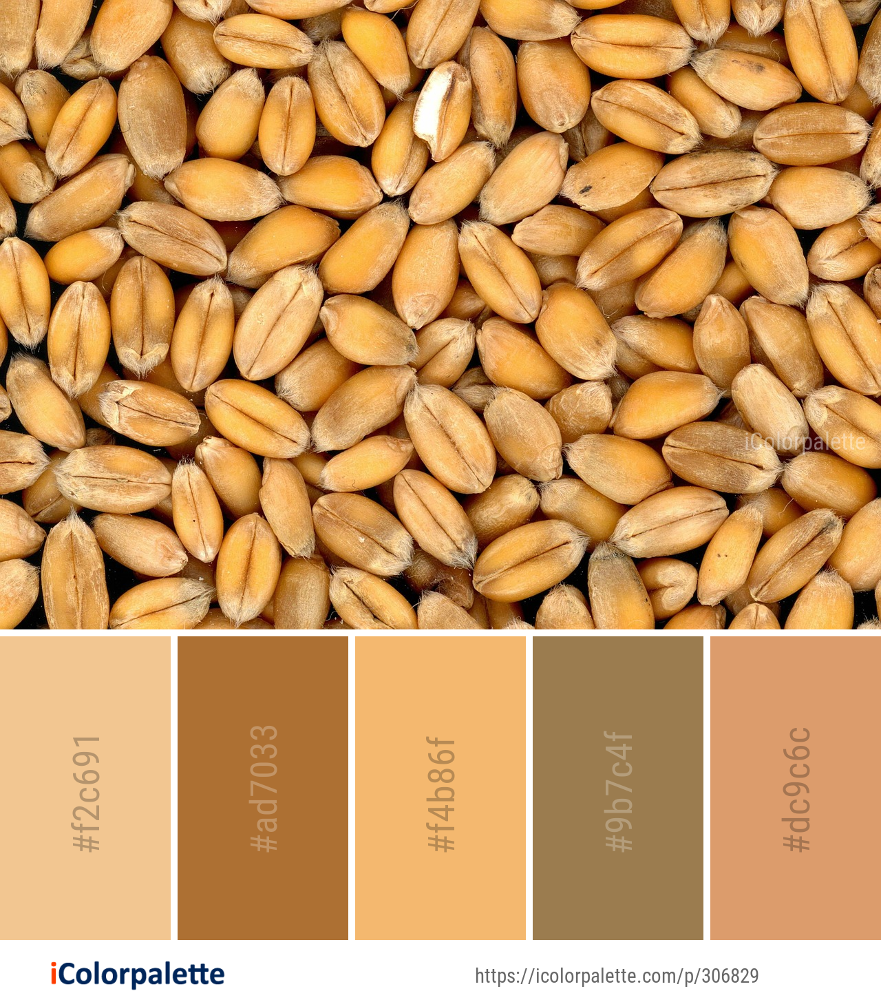 Color Palette Ideas from Food Grain Grass Family Commodity Image ...