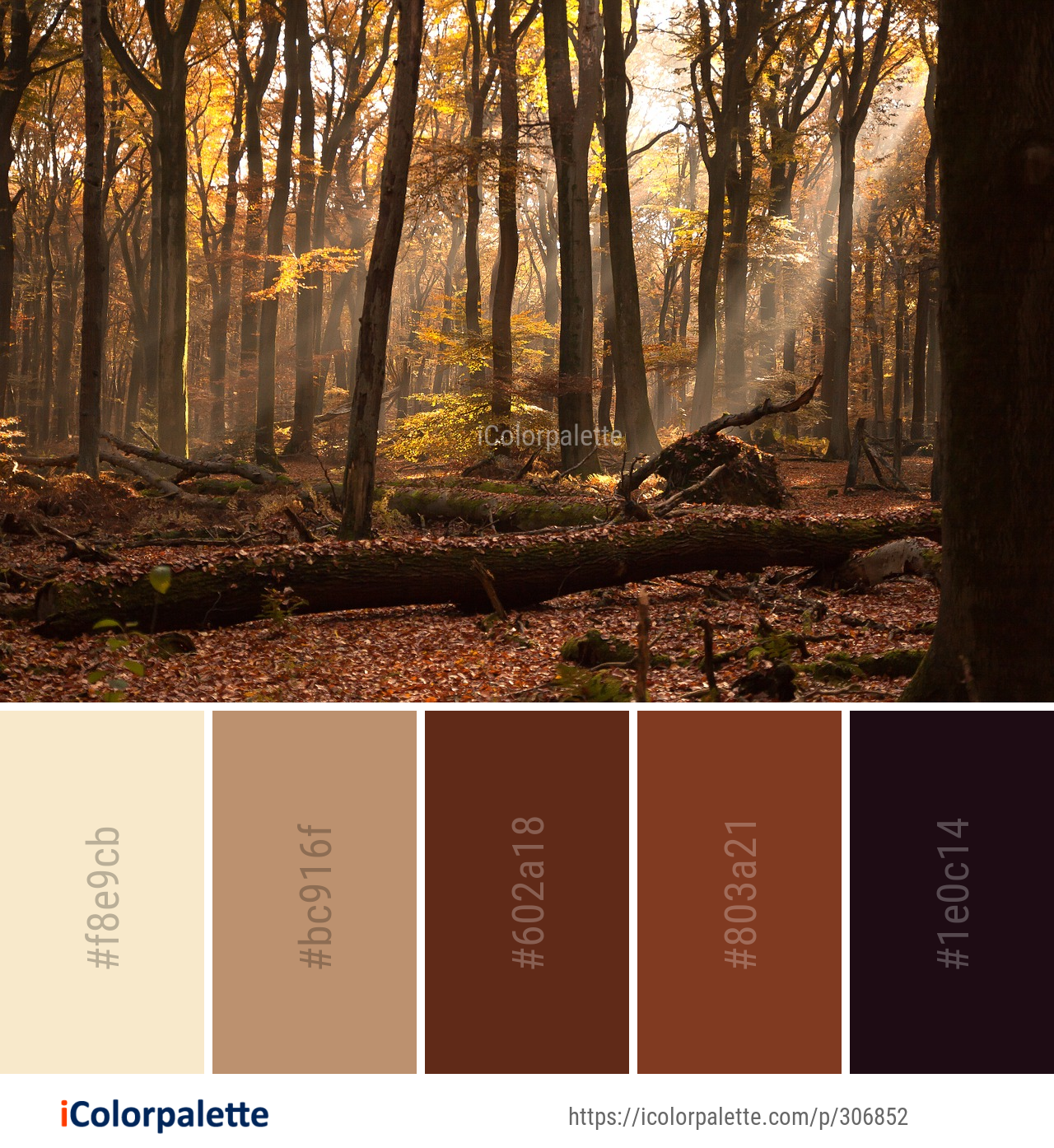 Color Palette Ideas from Woodland Forest Nature Image | iColorpalette