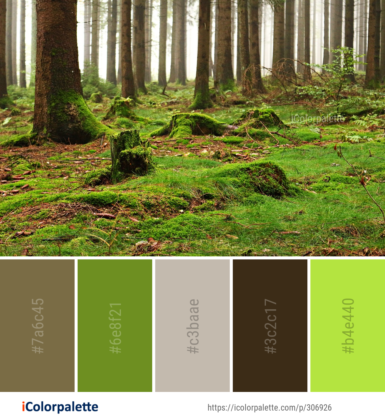 Color Palette Ideas from Vegetation Woodland Ecosystem Image ...
