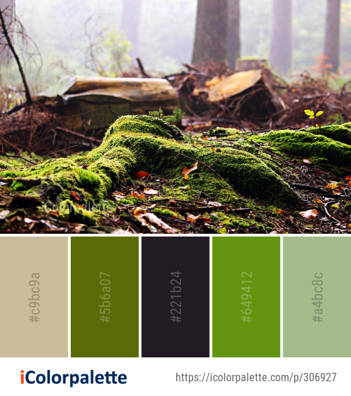 Color Palette Ideas from Vegetation Tree Forest Image | iColorpalette