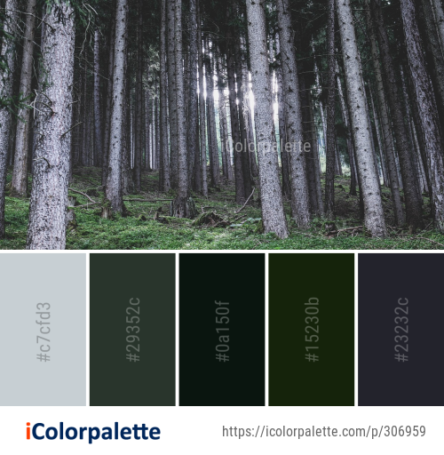 Color Palette Ideas from Spruce Fir Forest Tree Image | iColorpalette