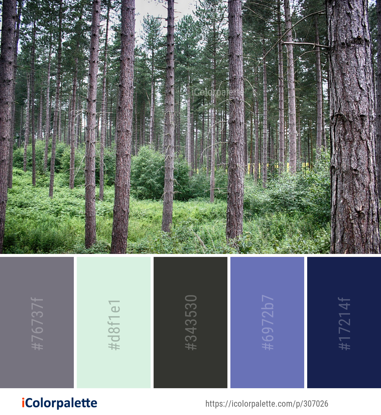 Color Palette Ideas from Spruce Fir Forest Ecosystem Tree Image ...