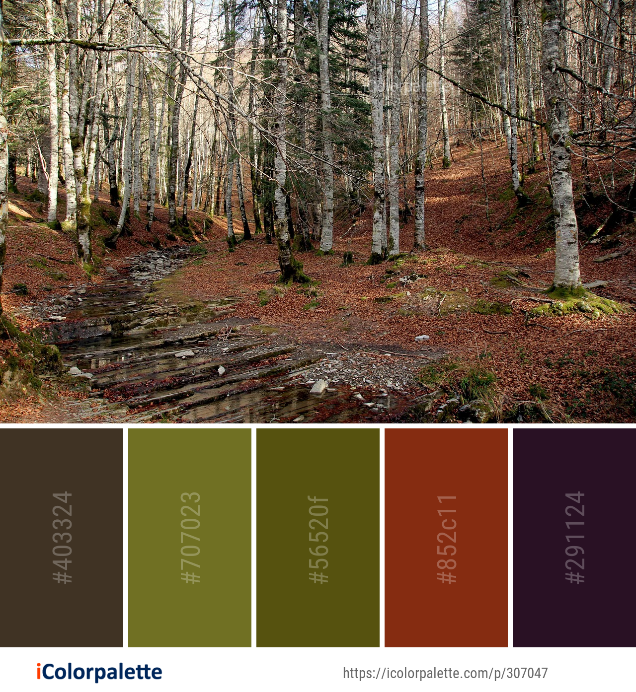 Color Palette Ideas from Woodland Nature Ecosystem Image | iColorpalette