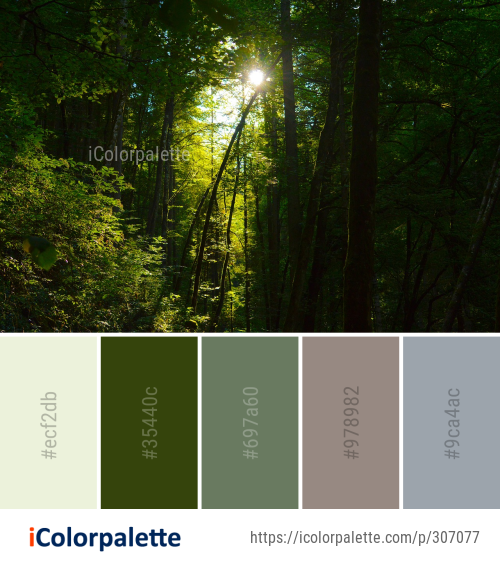 Color Palette Ideas from Forest Nature Vegetation Image | iColorpalette
