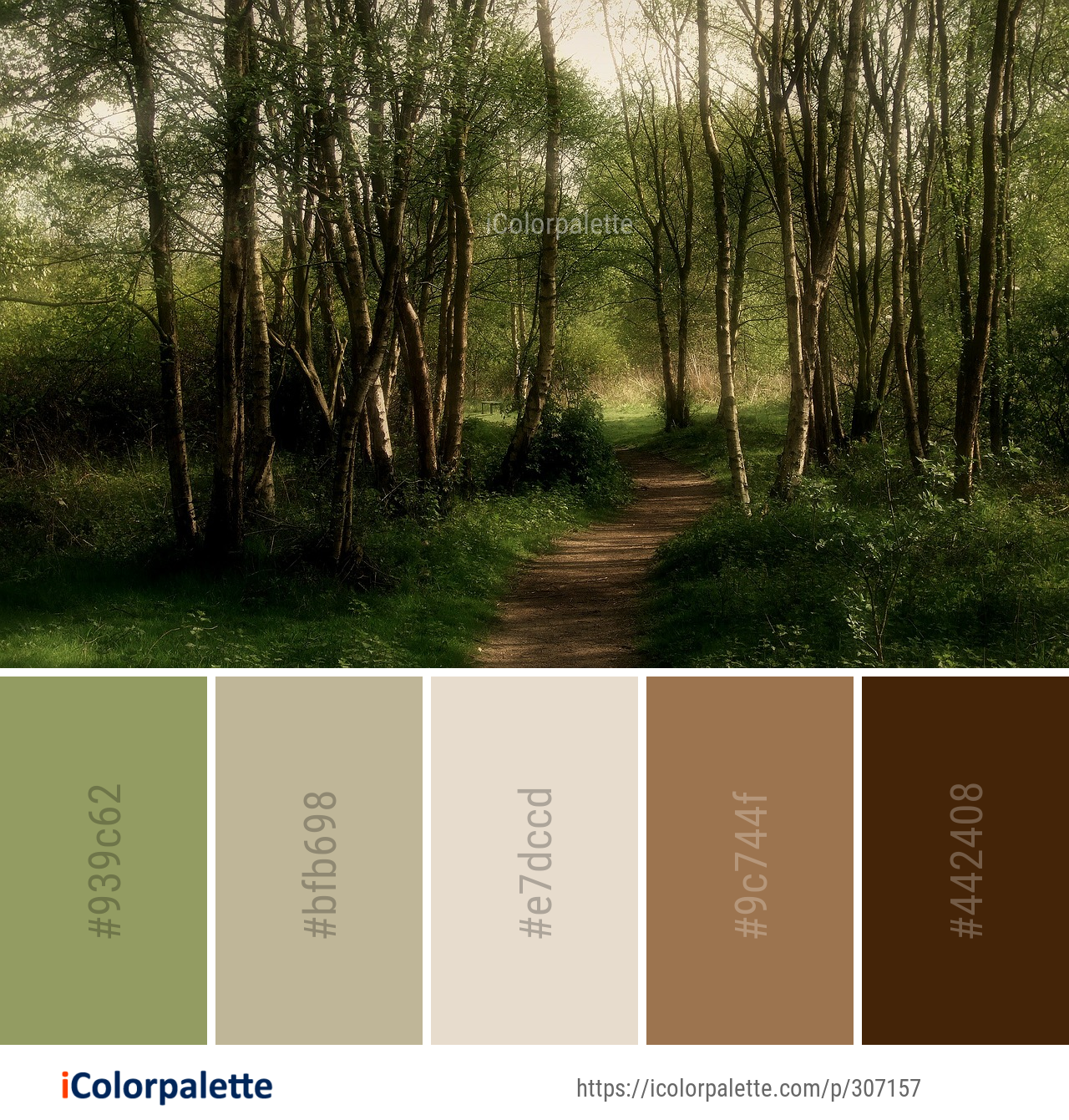 Color Palette Ideas from Woodland Ecosystem Forest Image | iColorpalette