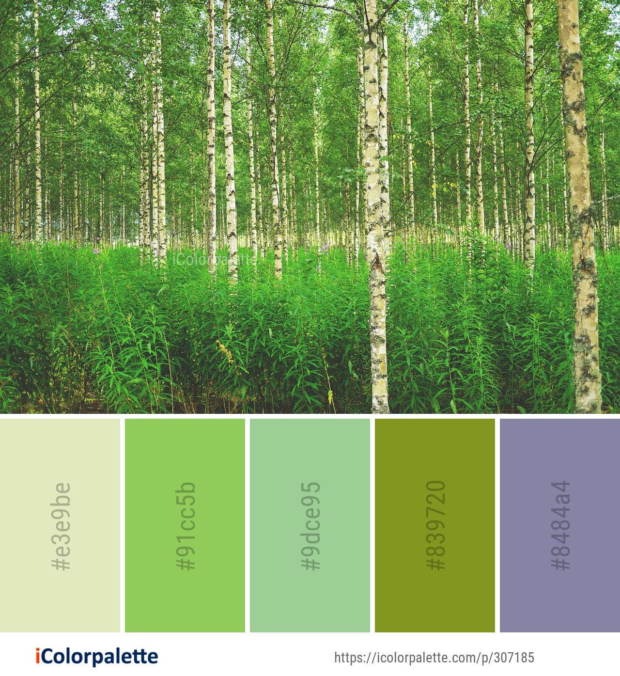 Color Palette Ideas from Ecosystem Temperate Broadleaf And Mixed Forest ...