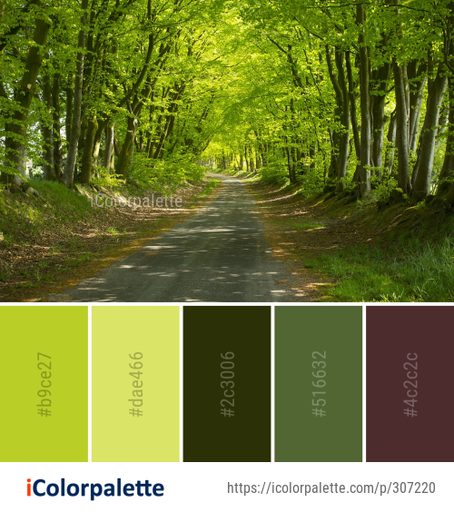 Color Palette Ideas from Woodland Path Nature Image | iColorPalette