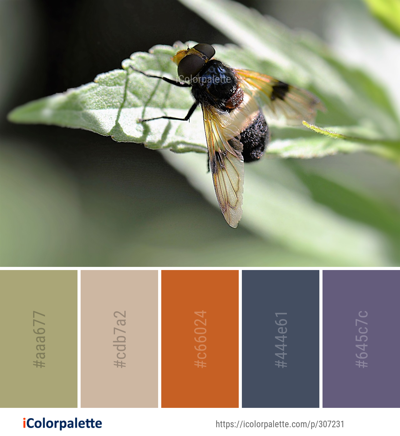 Color Palette Ideas from Insect Pest Fly Image | iColorpalette