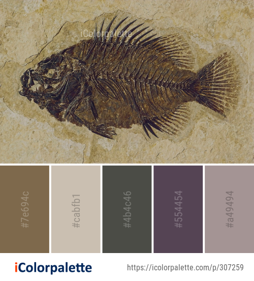 Color Palette Ideas from Fauna Fossil Organism Image | iColorpalette