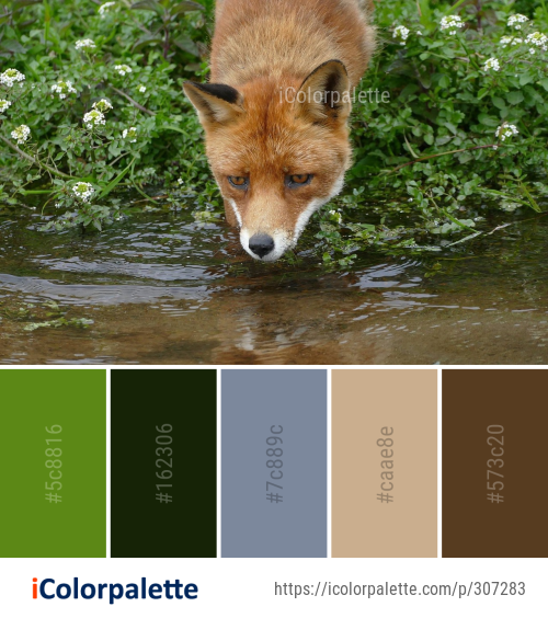 118+ Red Fox Color Palette ideas in 2026 | iColorPalette