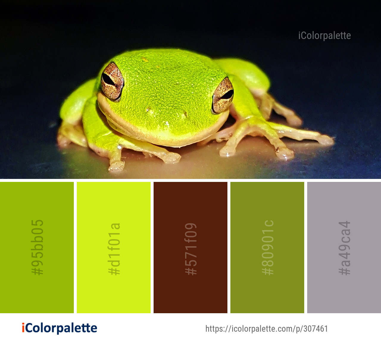 Color Palette Ideas from Ranidae Tree Frog Image | iColorpalette