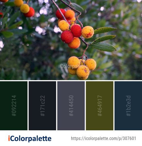 Color Palette Ideas from Strawberry Tree Fruit Evergreen Image ...