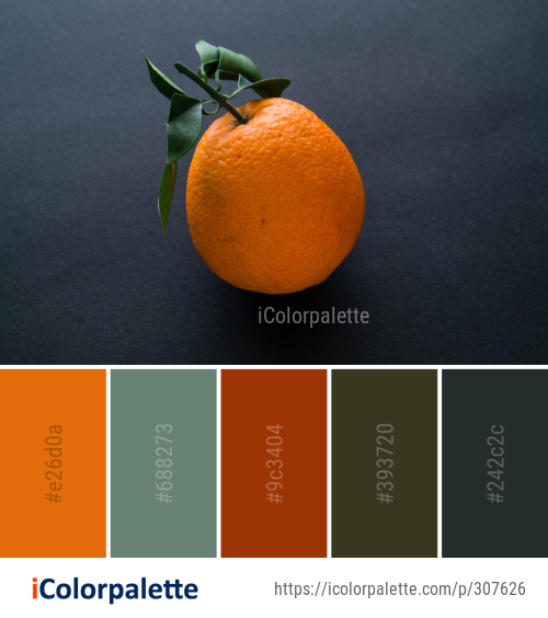 Color Palette Ideas from Clementine Fruit Produce Image | iColorpalette