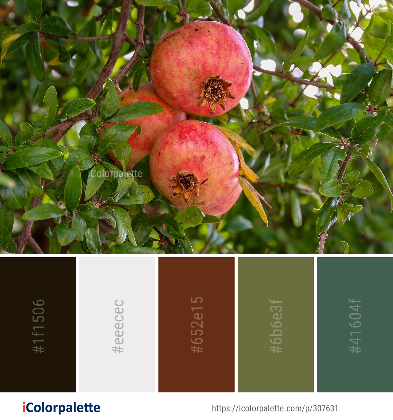 14+ Pomegranate Color Palette ideas in 2025 | iColorPalette