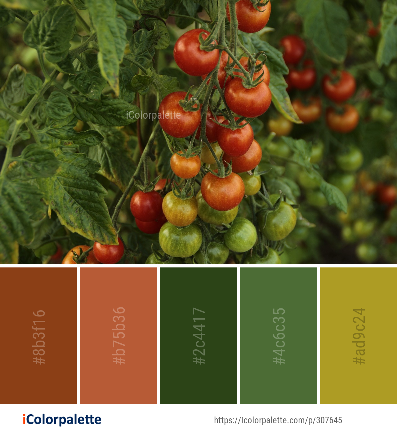 Color Palette Ideas from Natural Foods Vegetable Tomato Image ...