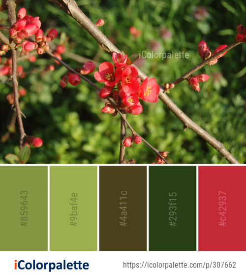 24+ Hawthorn Color Palette ideas in 2026 | iColorPalette