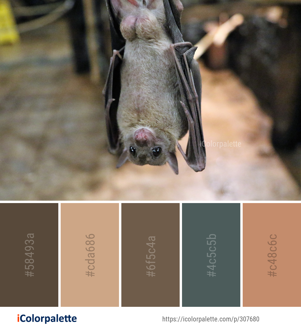 Color Palette Ideas from Mammal Bat Fauna Image | iColorpalette