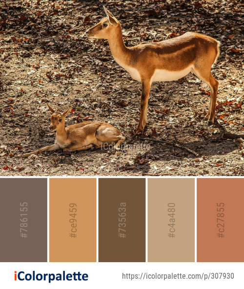 Color Palette Ideas from Wildlife Fauna Mammal Image | iColorpalette