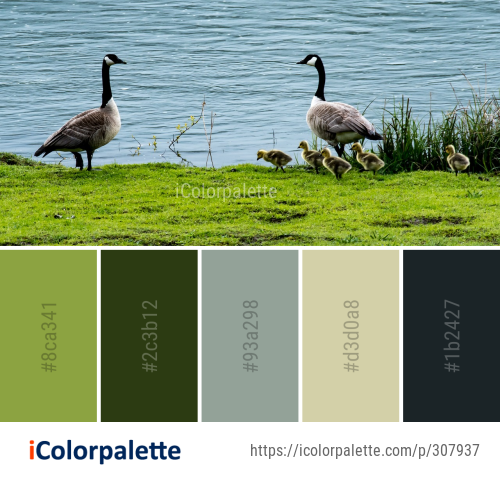 Color Palette Ideas from Bird Goose Ecosystem Image | iColorpalette