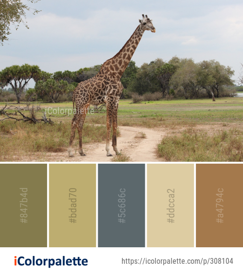 Color Palette Ideas from Giraffe Wildlife Terrestrial Animal Image ...