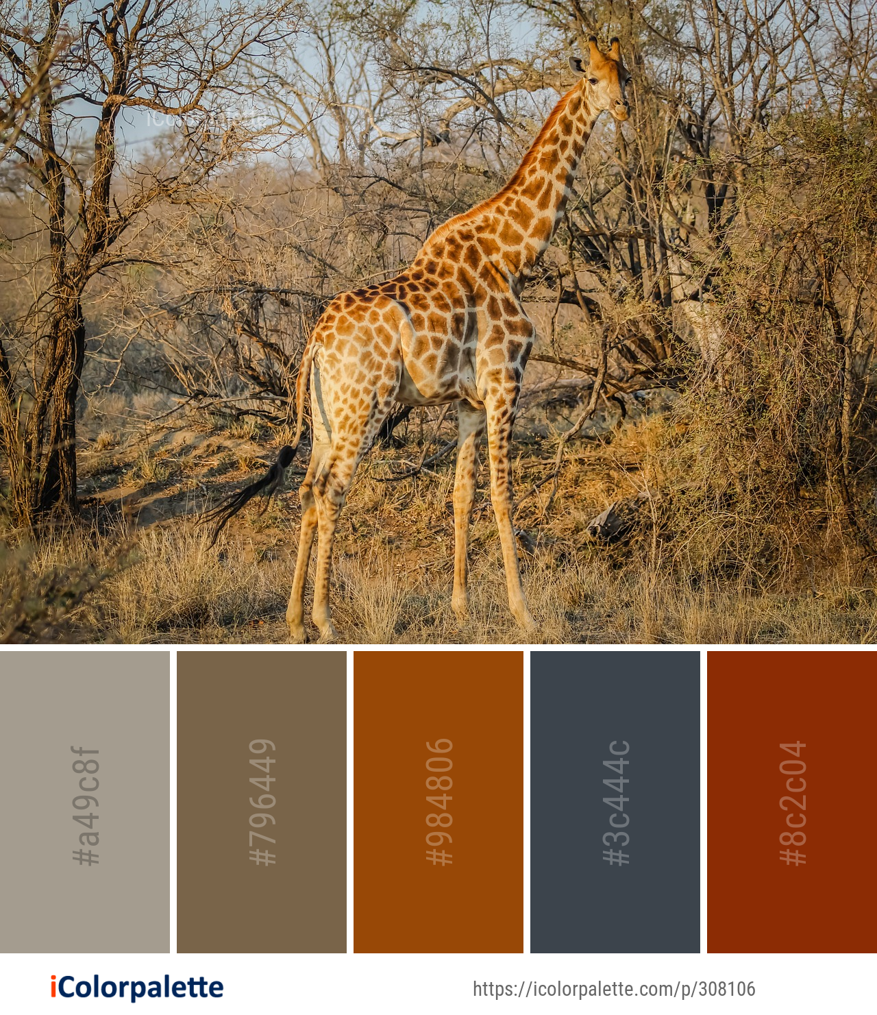 Color Palette Ideas from Giraffe Wildlife Terrestrial Animal Image ...