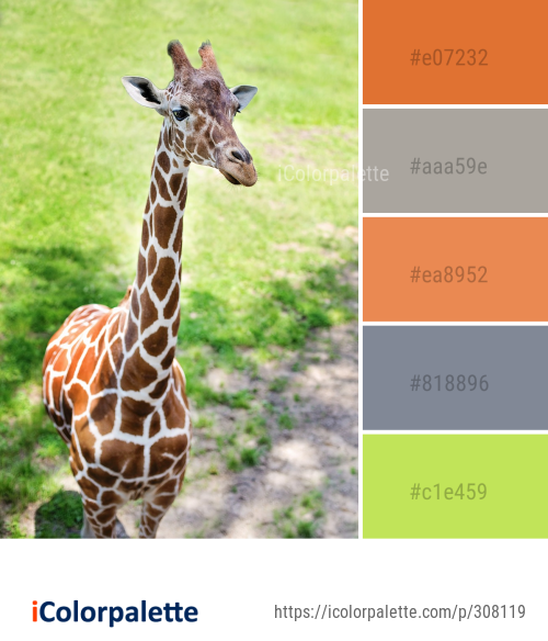 Color Palette Ideas from Giraffe Terrestrial Animal Giraffidae Image ...
