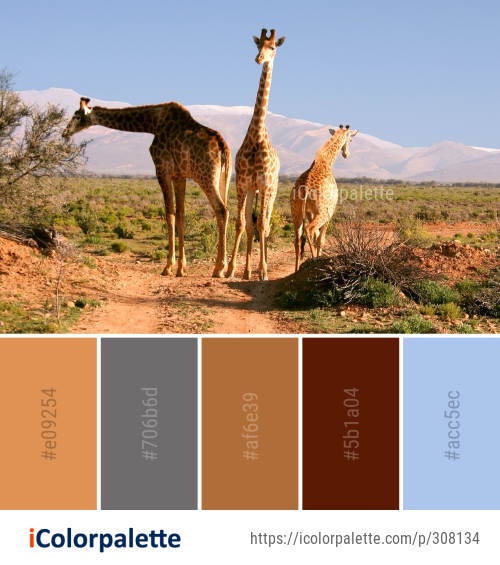 Color Palette Ideas from Giraffe Wildlife Terrestrial Animal Image ...
