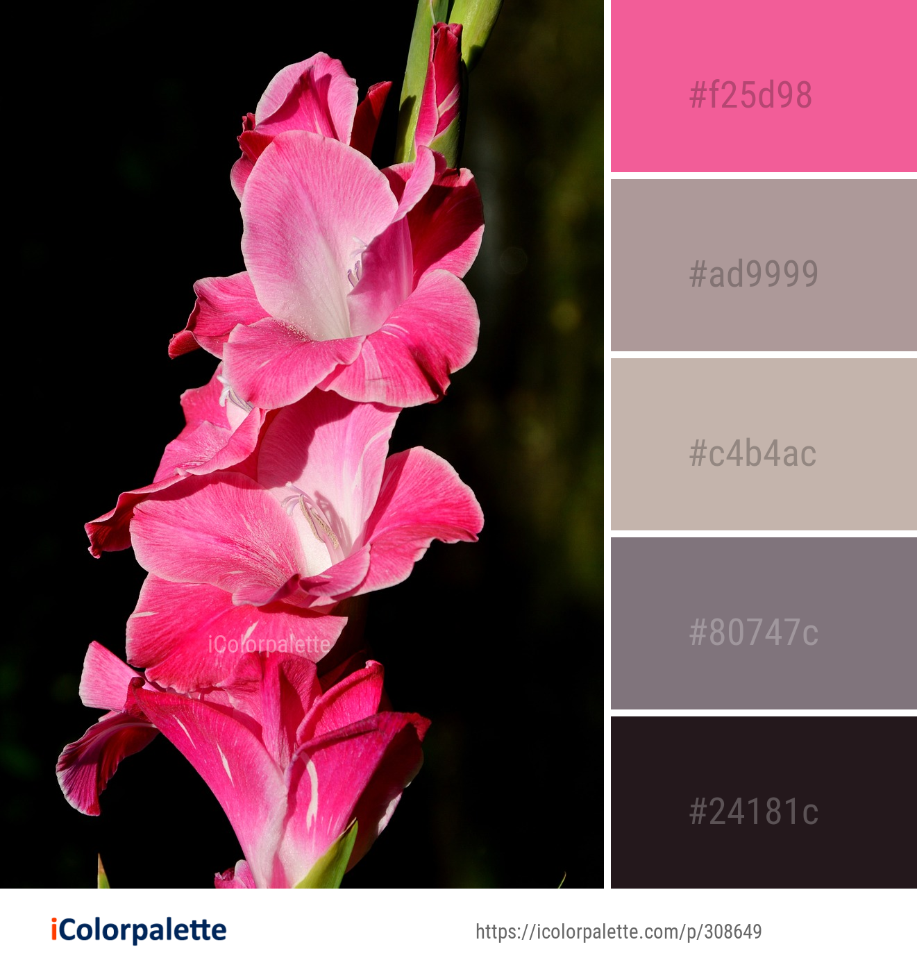 Color Palette Ideas from Flower Flowering Plant Pink Image | iColorpalette